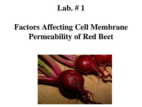 Solution Factors Affecting Membrane Permeability Studypool