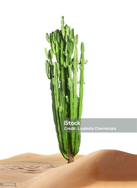 하얀 바탕에 모래에서 자라는 아름다운 큰 선인장 0명에 대한 스톡 사진 및 기타 이미지 0명 꽃 식물 노랑 Istock