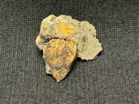 Blastoid Pachyblastus Dicki Blastoid From Bolivia Crinoid Fossil