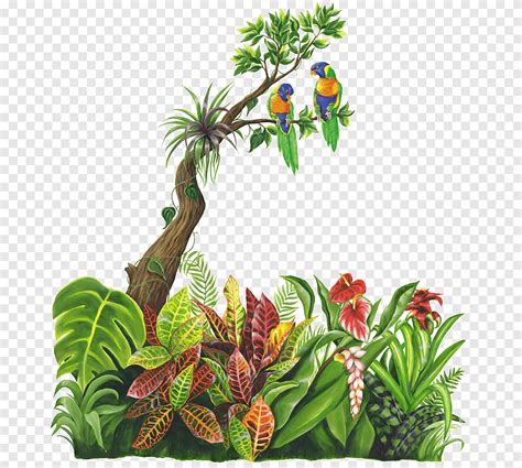 식물 정글 열 대 우림 정글 근처 나무에 그친 두 오렌지 그린 조류 어린이 방 Png Pngegg