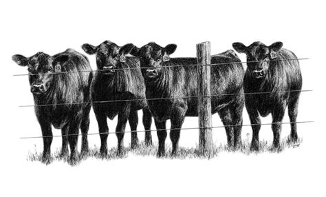 Heifers At Fence Line