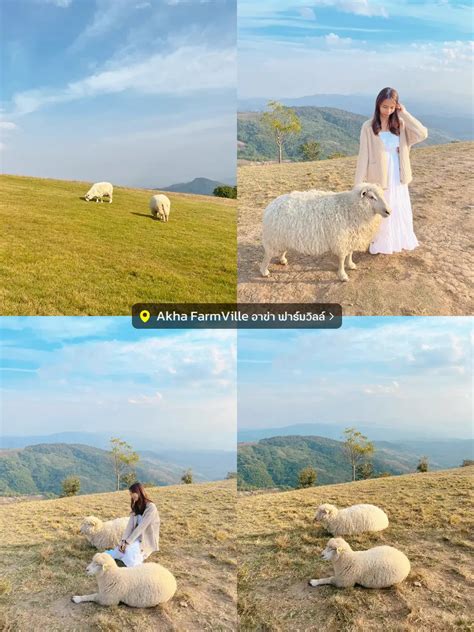 🌿4 พิกัดเที่ยวดอยช้าง วิวสวย ถ่ายรูปปังแน่นอน แกลเลอรีที่โพสต์โดย Triptamjai Lemon8