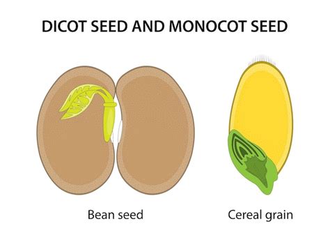 Similitudes Y Diferencias De Semillas De Dicotiledóneas Y Semillas De Monocotiledóneas Vector