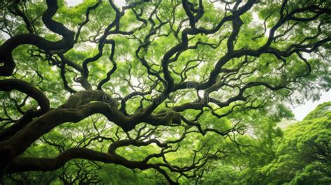 Ecosystem Tree Connection Stock Image Image Of Biome 361335795