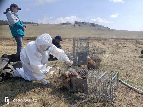 Хөвсгөл аймгийн Жаргалант суманд 50 тарвага нутагшуулжээ Isee Mn