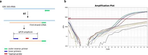 Rt Qpcr Assay To Detect Gbs 16s Rrna A Schematic Diagram Of The