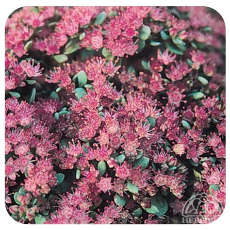 Sedum Cauticola Lidakense Davenport Garden Centre