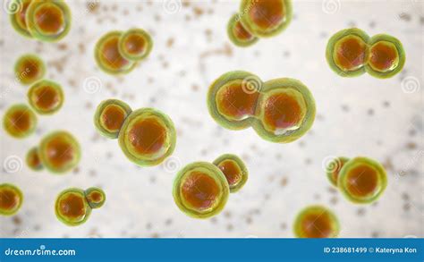 Blastomyces Dermatitidis Fungi Stock Illustration Illustration Of