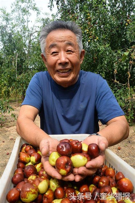 山東茌平圓鈴大棗王 每日頭條