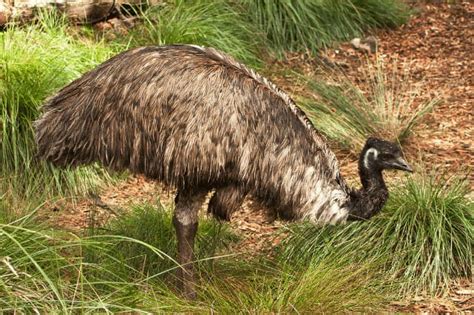 What Birds Cannot Fly What Birds