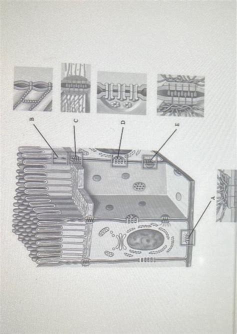 Solved Figure 4 1 Which Of The Labels In Figure 4 1