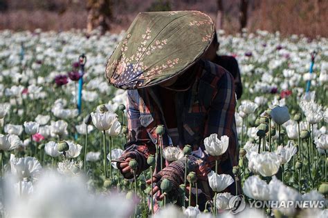 세계 최대 아편 생산국…생계 위해 양귀비 선택한 미얀마 실향민들 연합뉴스