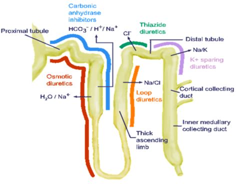 Urolithiasis Calcium Oxalate Flashcards Quizlet
