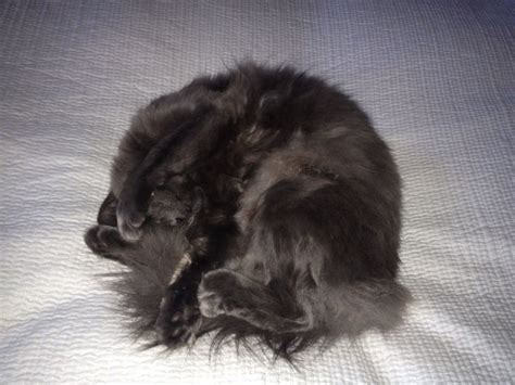 Lilly Taking A Nap