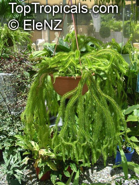 Lycopodium Sp Rock Tassel Fern Top Tropicals Plant Encyclopedia