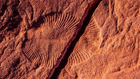 Australias Newest National Park Preserves Fossils From The Ediacaran Era 550 Million Years Ago