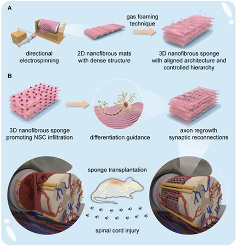 Illustration Of The Fabrication Of 3d Nss And The Application Of Download Scientific Diagram