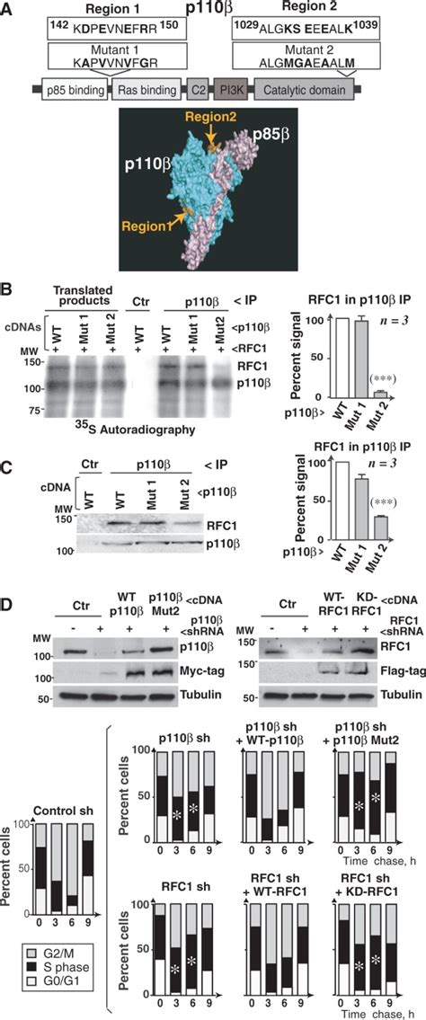 rfc1 binds to a ct motif in p110β a structure of the p85β