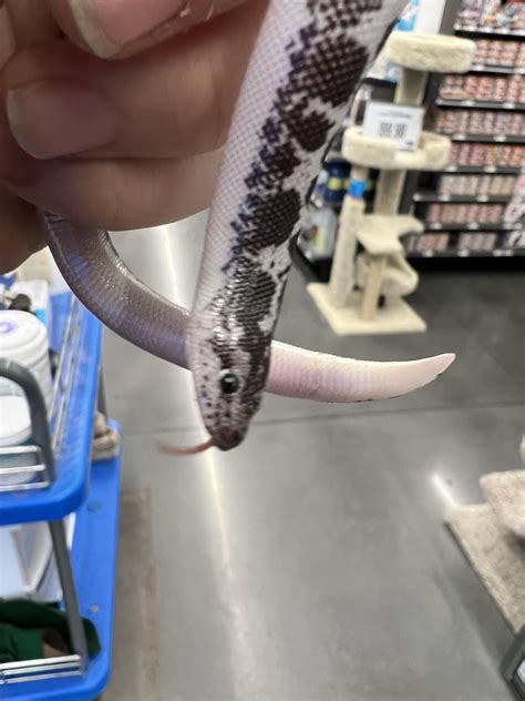 Help Me Sex This Sand Boa R Sandboa