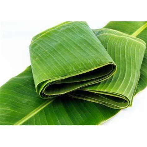 Anatomi Daun Pisang My Xxx Hot Girl