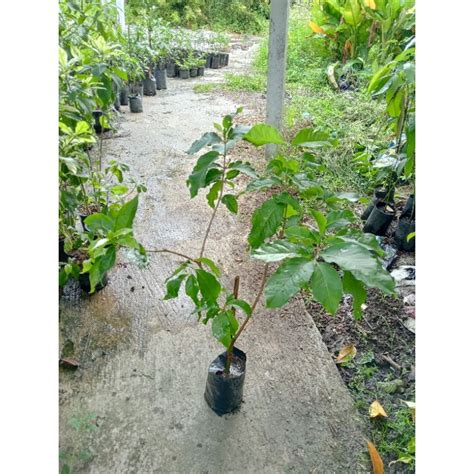 ต้นพีนัทบัตเตอร์ หรือต้นเนยถั่ว รสชาติมันกรอบคล้ายถั่ว Shopee Thailand