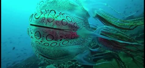 Chirodectes Maculatus Η πολύ σπάνια μέδουσα που καταγράφηκε για πρώτη φορά σε βίντεο Europost Gr