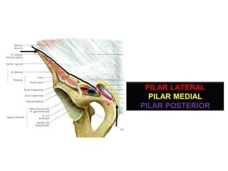 Anatomia De Corte Topografia Del Conducto Inguinal Pdf