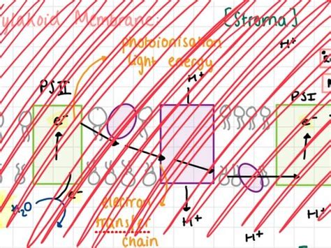 A Level Bio Light Dependent And Independent Diagrams Teaching Resources