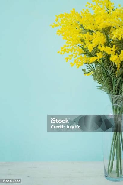 파란 벽을 배경으로 탁자 위에 놓인 키 큰 유리 꽃병에 담긴 미모사 꽃다발 0명에 대한 스톡 사진 및 기타 이미지 0명