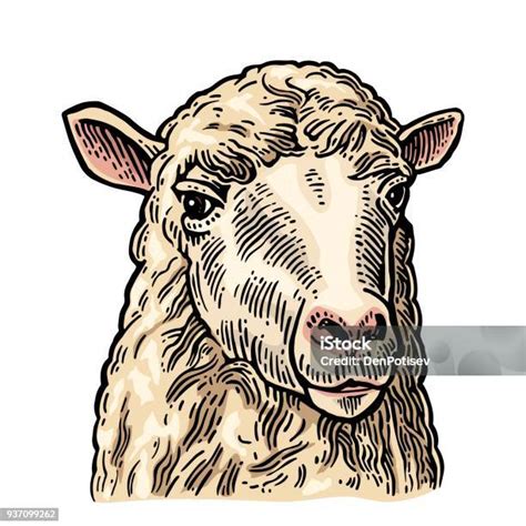 양 머리입니다 그래픽 스타일에서 그린 핸드입니다 빈티지 벡터 그림 정보 그래픽 포스터 웹에 대 한 조각 흰색 배경에 고립 색상 묘사에 대한 스톡 벡터 아트 및 기타 이미지