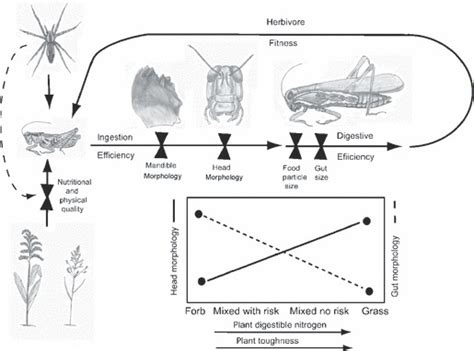 A Conceptual Framework Describing Adaptive Phenotypic Responses To