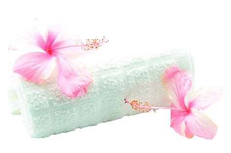 粉紅色的芙蓉花 健康 美麗的 明亮的png去背圖片素材免費下載，免摳圖設計圖案下載 Pngtree
