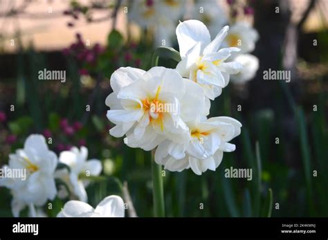 Frilly White Narcissus Sir Winston Churchill Double Daffodil