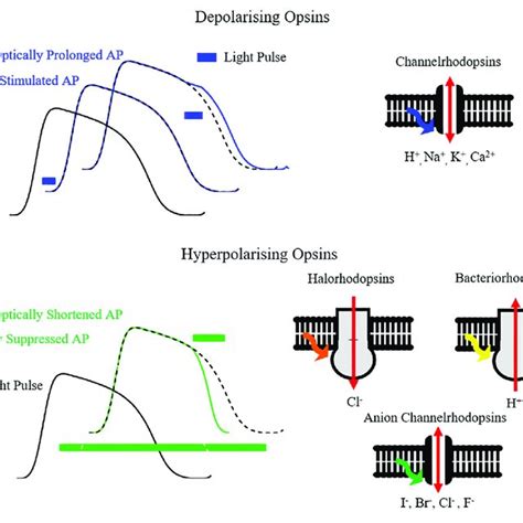 Optogenetic Control Of The Cardiac Action Potential A Opsins Such Download Scientific