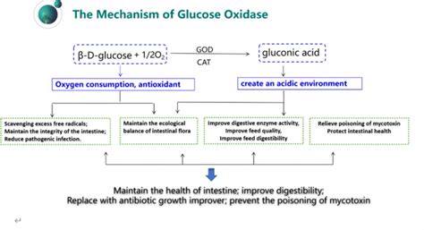 Feed Grade 5000u G Glucose Oxidase Enzyme Powder Form