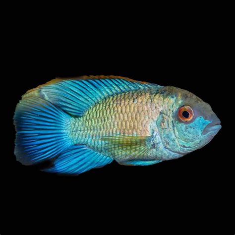 Cichlids