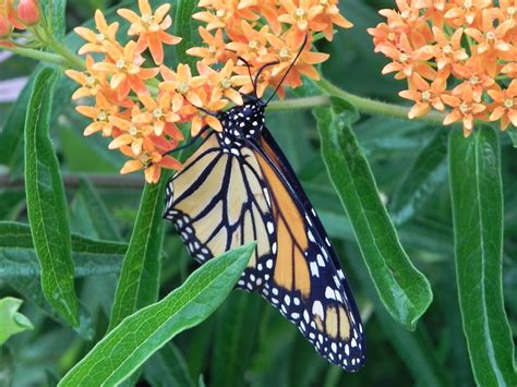 Best Milkweed Plants For Monarchs At Shanita Parker Blog