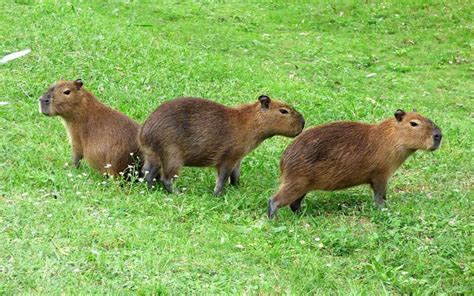 Capibara Qué Es Características Hábitat Alimentación Comportamiento