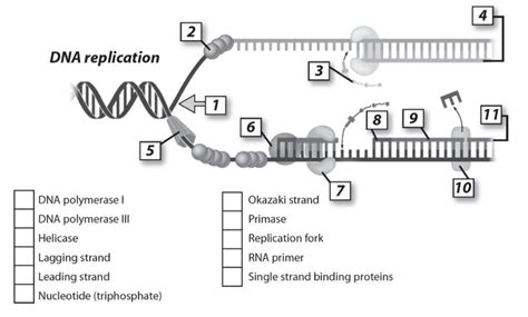 Molecular Biology Exam 2 Replication 2 Diagram Quizlet