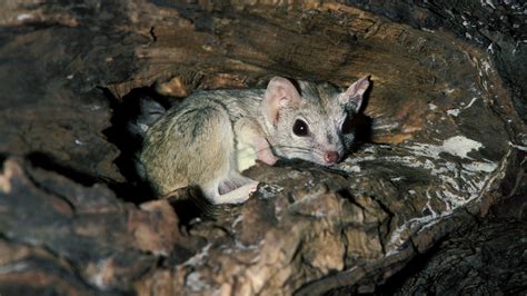 Australian Biocommons