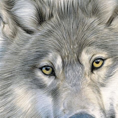 Grey Wolf Color Pencil Drawing Print Wildlife Art Artwork Signed