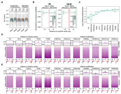 Association Between Sperm Extrachromosomal Circular Dnas Eccdnas And Download Scientific