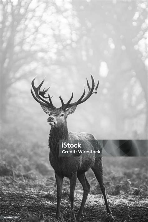 리치몬드 공원의 숲에서 방황하는 뿔이 있는 붉은 사슴의 수직 회색조 그레이 스케일에 대한 스톡 사진 및 기타 이미지 그레이 스케일 나무 낮 Istock