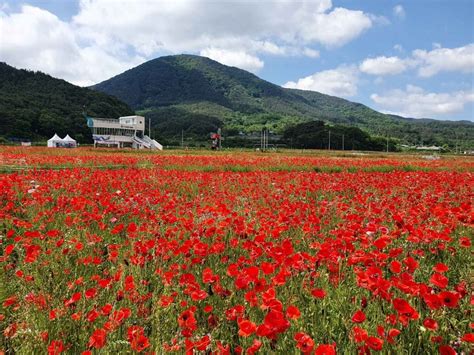하동 북천 꽃양귀비 축제 경상남도 하동군 가볼만한곳