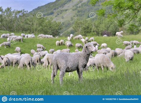 Flock Of Sheep Grazing In Green Alpine Pasture Stock Image Image Of