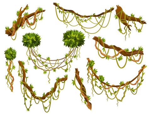 Jungle Vines Illustrations Royalty Free Vector Graphics And Clip Art