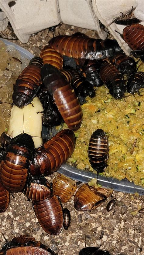 Madagascar Hissing Cockroaches Rreptiles