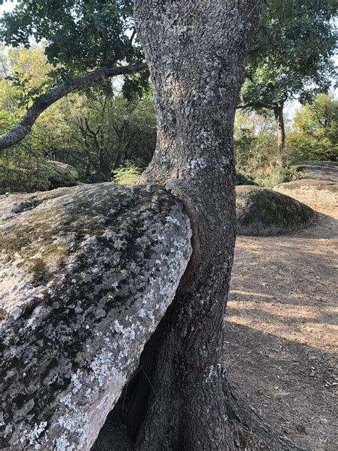 INsatIable Tree Fucking ASsauLTs And DEVours HeLplesS ROcK 1 R PeopleFuckingDying