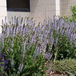 15 Companion Plants For Boxwood Buxus