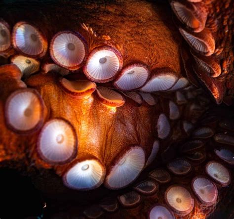 How Long Do Octopus Live Life Expectancy Mating And Deep Sea